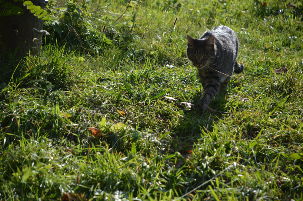 Cat Content – wie Katzen das Internet erobern